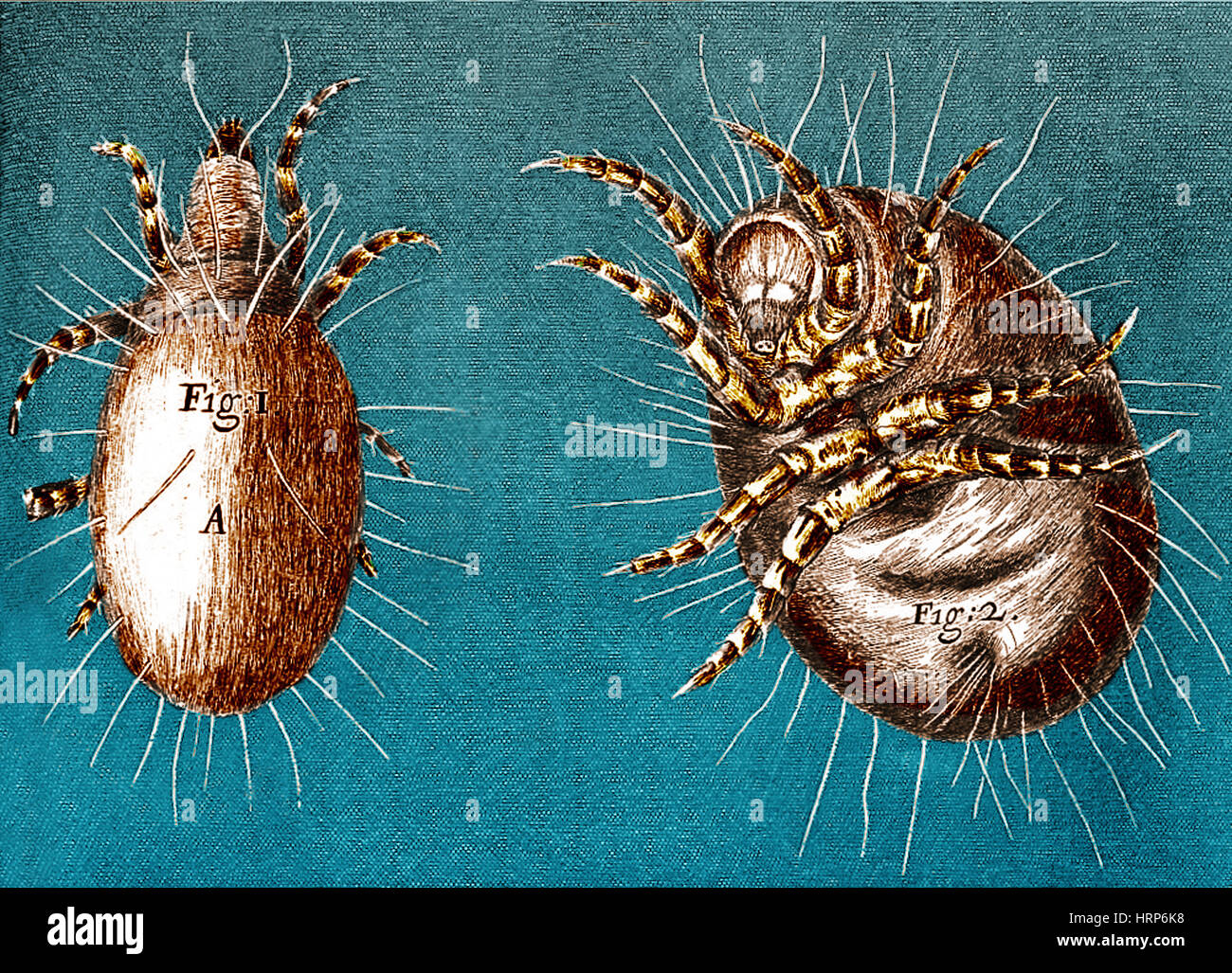 Mites, Robert Hooke, Micrographia, 1665 Stock Photo - Alamy