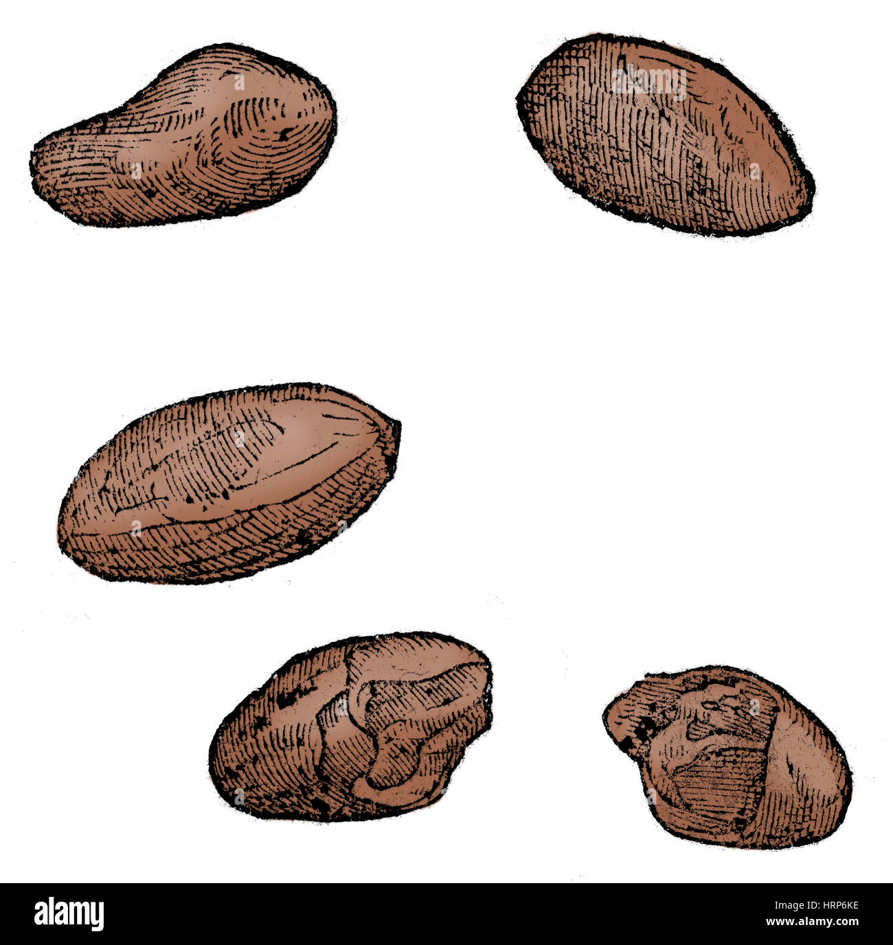 Cocoa tree illustration hi-res stock photography and images - Alamy