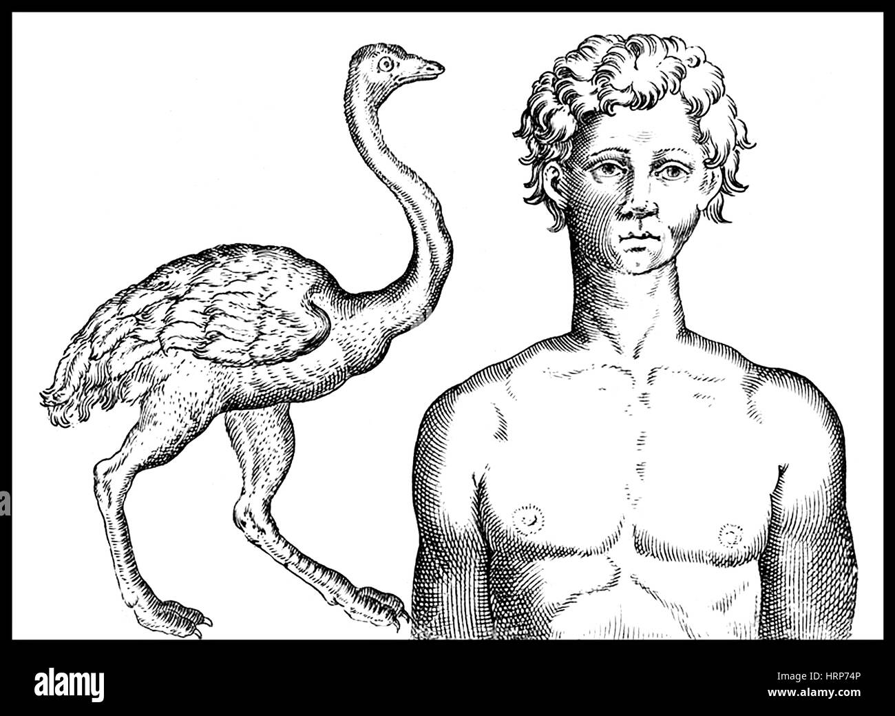 Ostrich and Man, "De humana physiognomonia", 1586 Stock Photo - Alamy