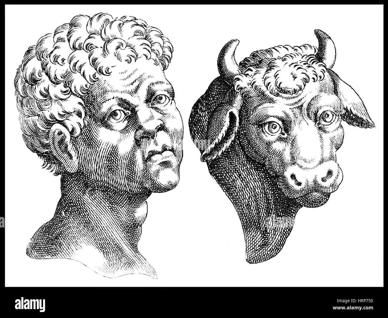 Man and Ox, "De humana physiognomonia", 1586 Stock Photo - Alamy