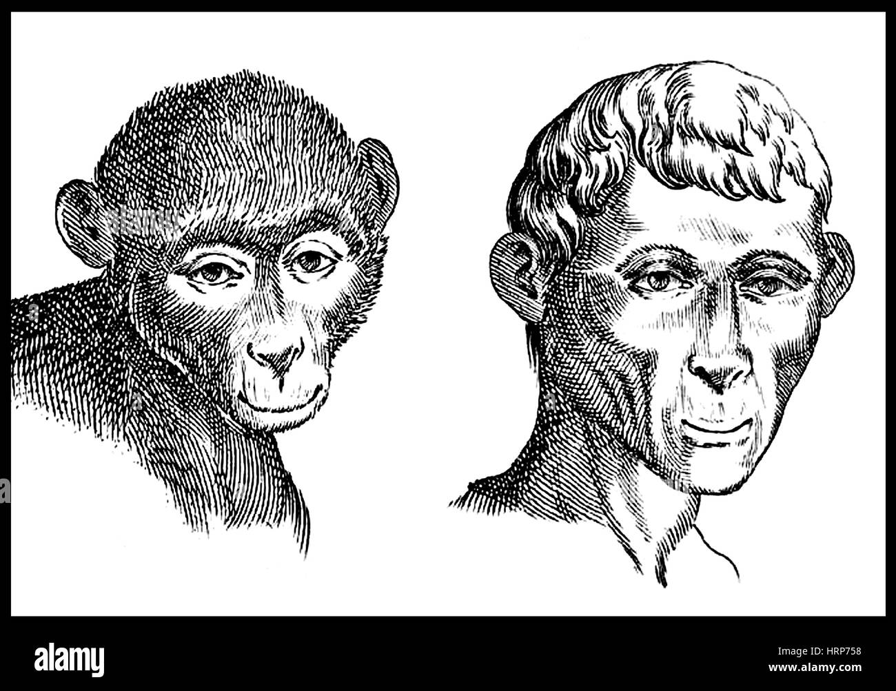 Monkey and Man, "De humana physiognomonia", 1586 Stock Photo - Alamy