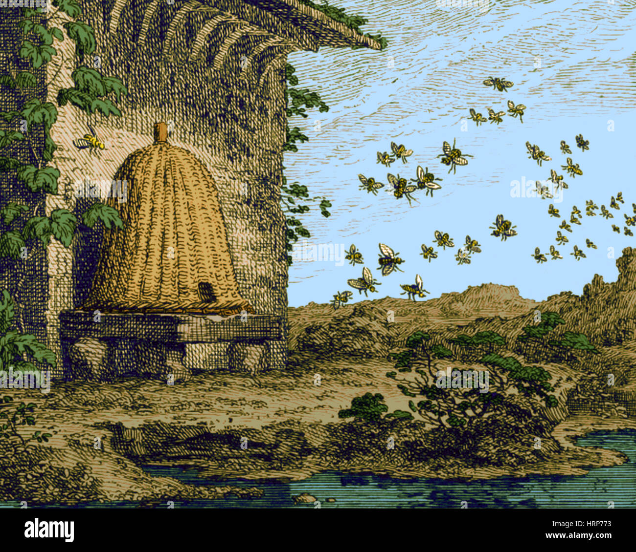 Skep hi-res stock photography and images - Alamy