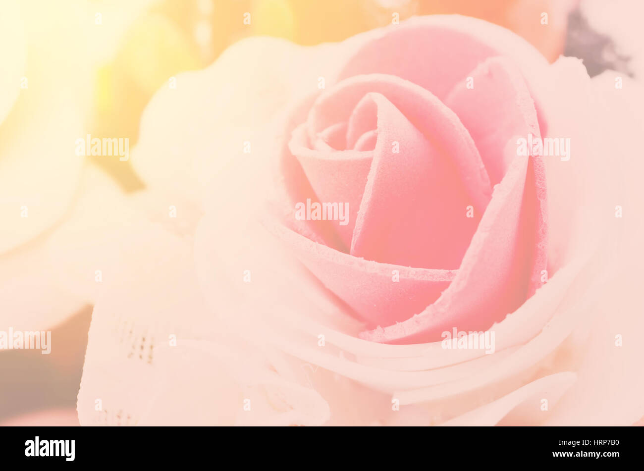Center of rose with day light as background Stock Photo - Alamy