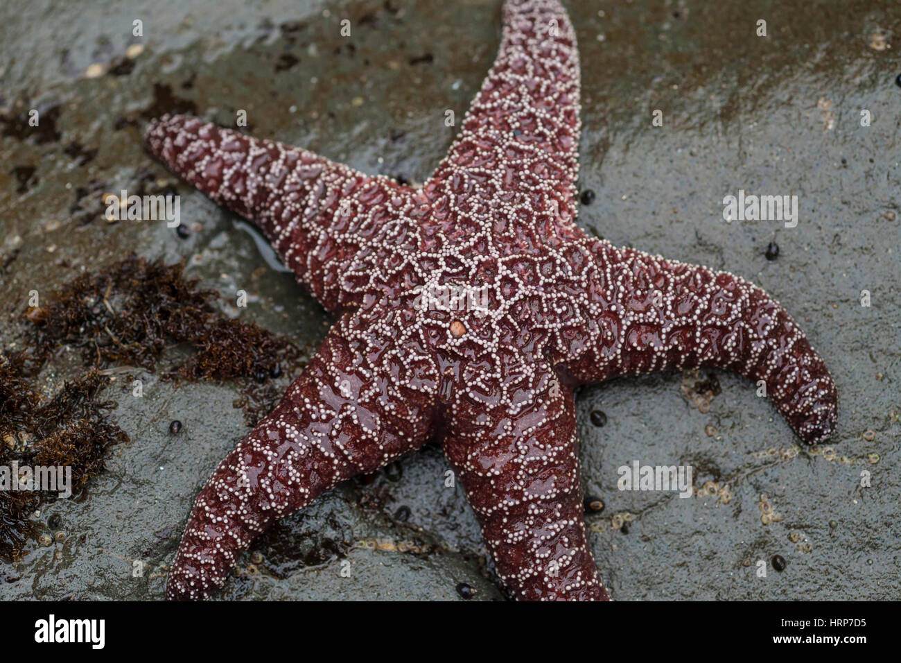A starfish or sea star on a rock, 2nd Beach, Olympic National Park ...