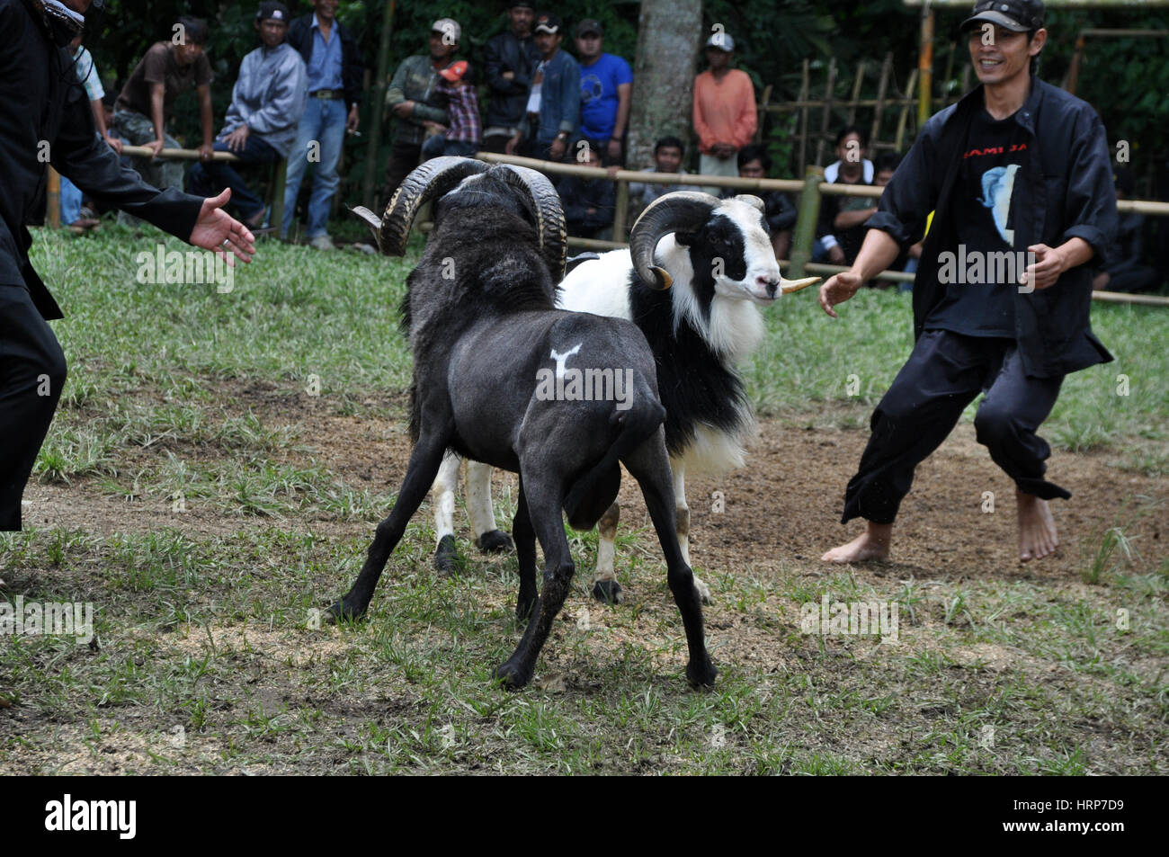 Garut, Indonesia - 15 January 2012: Bighorn sheep fighting competition ...