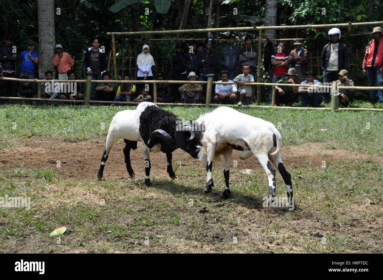 Garut, Indonesia - 15 January 2012: Bighorn sheep fighting competition ...