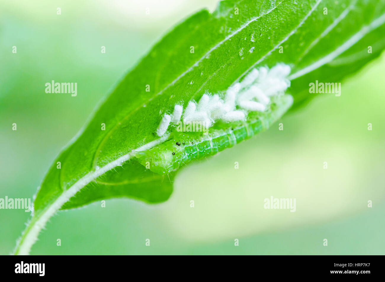 Green worm spawning on green leaf in nature Stock Photo - Alamy