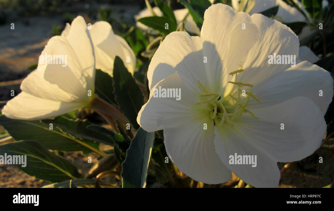 White primrose flowers hi-res stock photography and images - Alamy