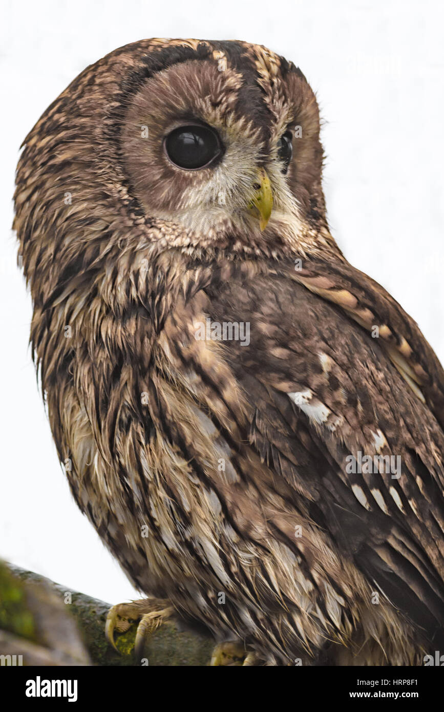 close up of a tawny brown owl perched on a branch and looking right ...