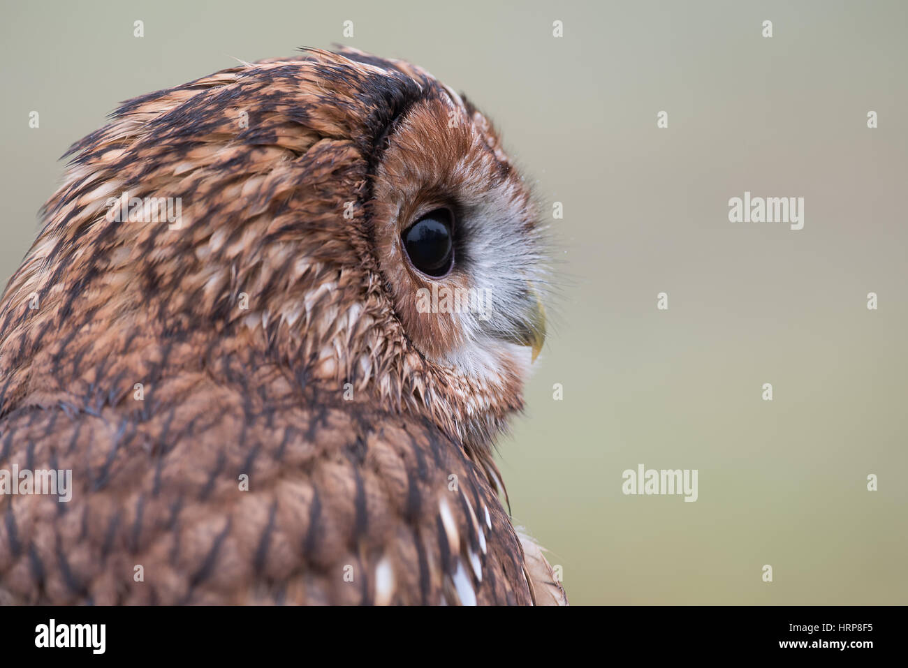 Side profile of owl hi-res stock photography and images - Alamy