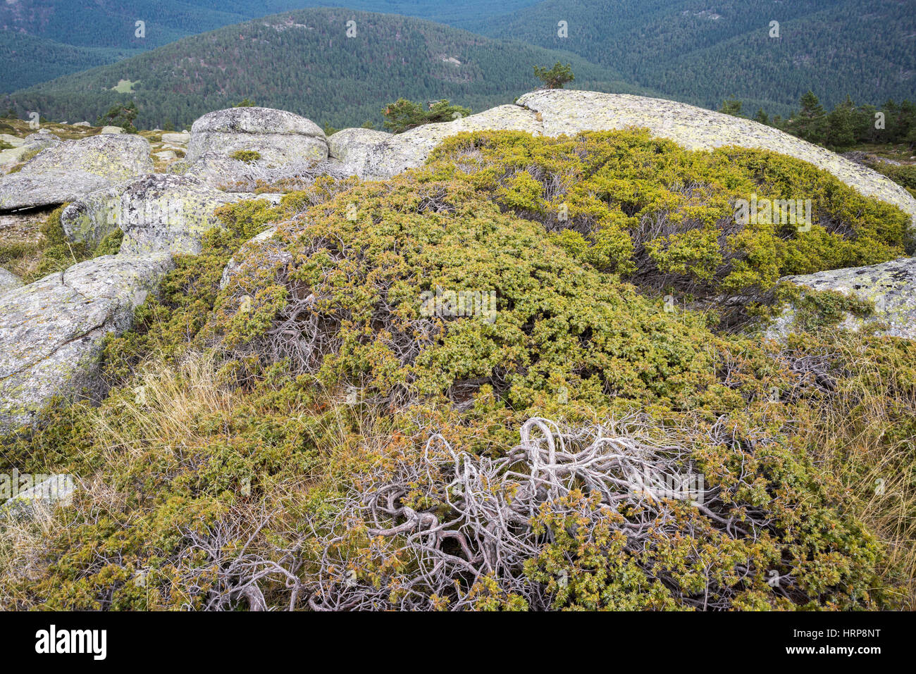 Juniperus communis subsp alpina hi-res stock photography and images - Alamy