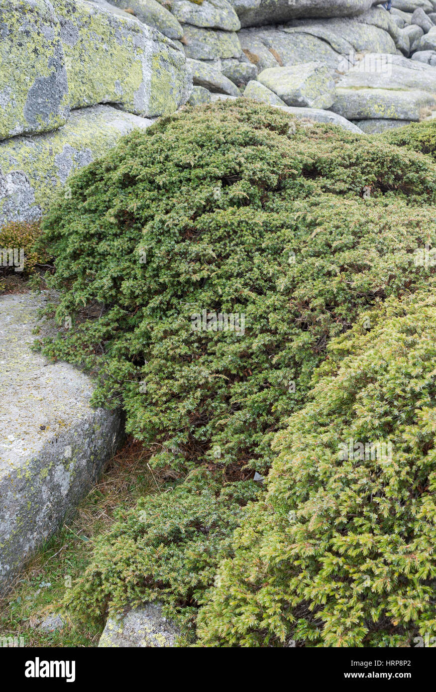 Common Juniper, Juniperus communis subsp. alpina. Photo taken Siete ...