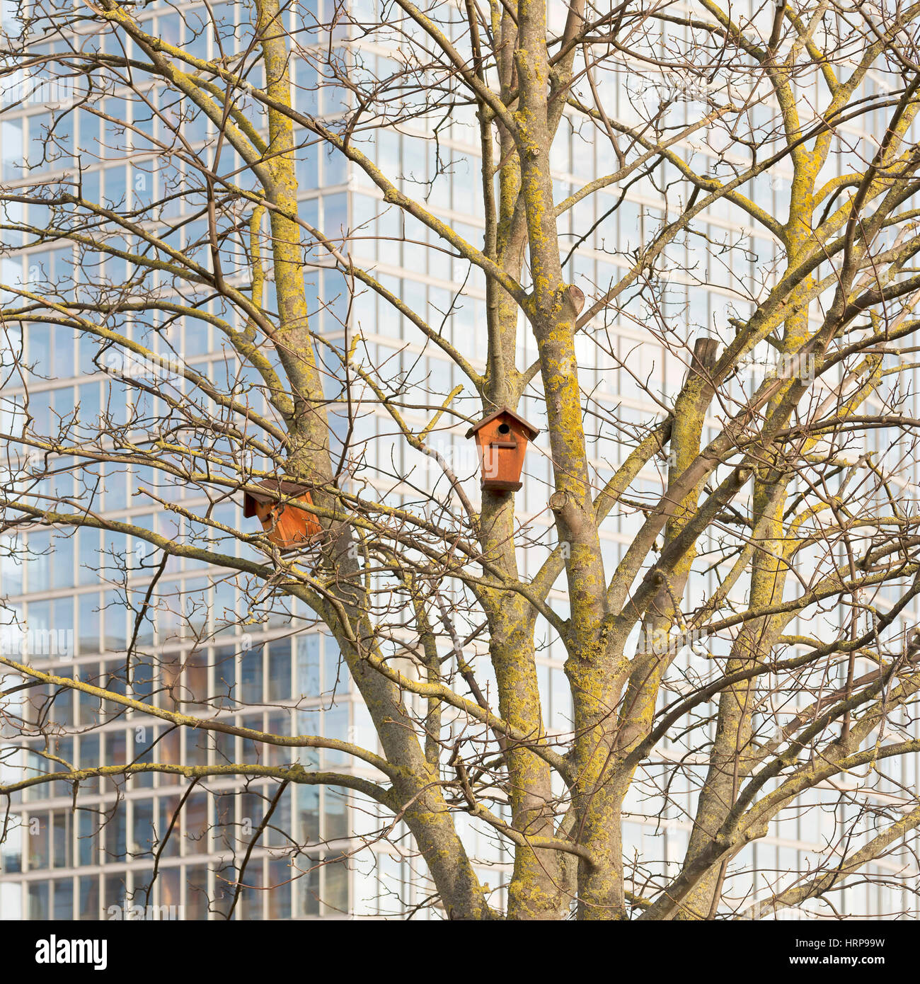Nesting boxes on a tree, modern office building background Stock Photo ...