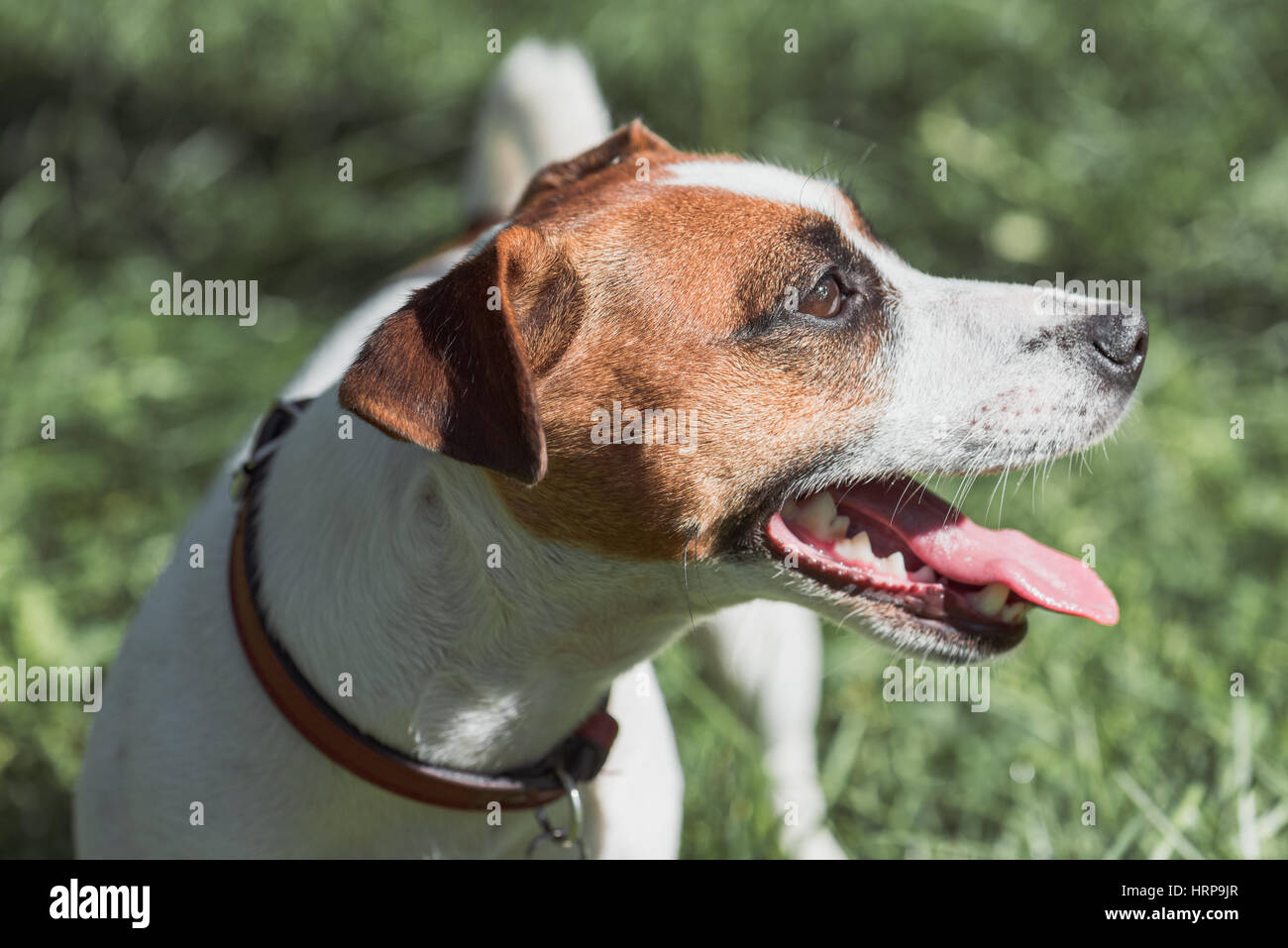 How Much Water Should A Jack Russell Drink A Day