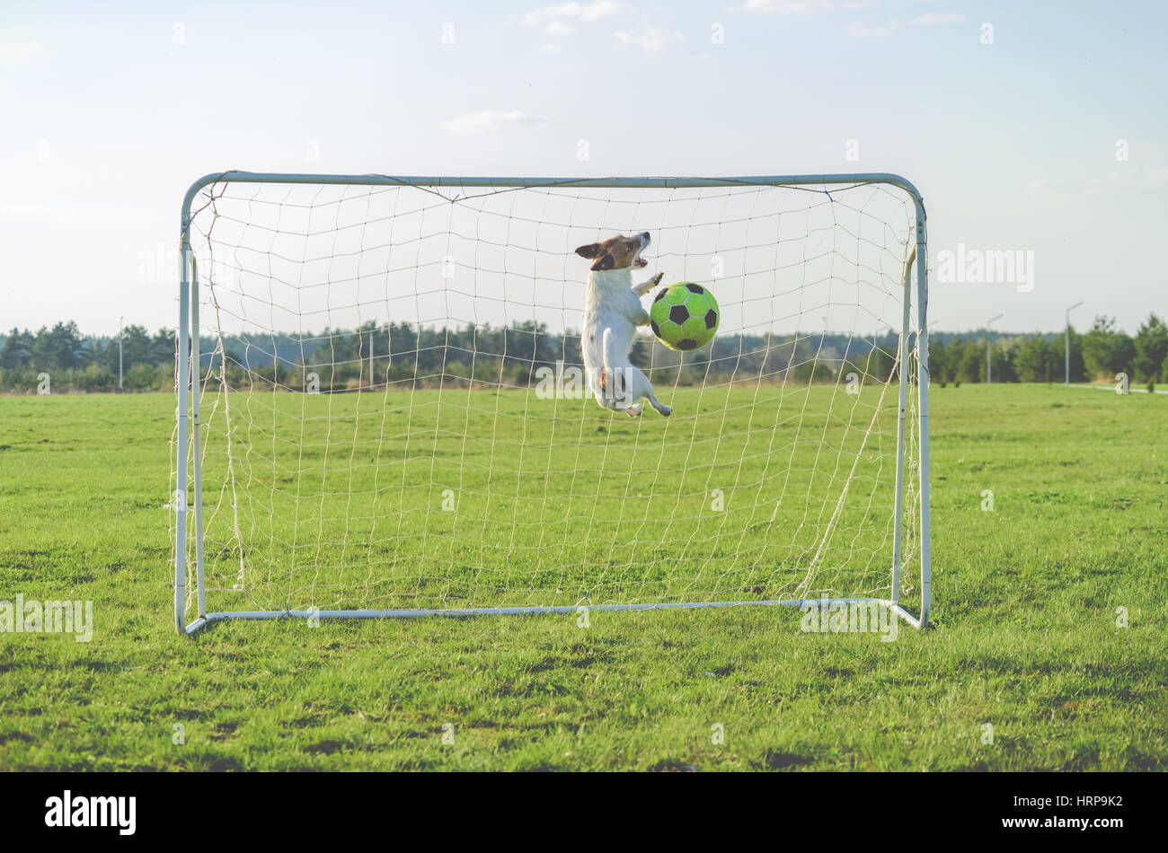 Funny goalkeeper saving goal catching football (soccer ball Stock Photo ...