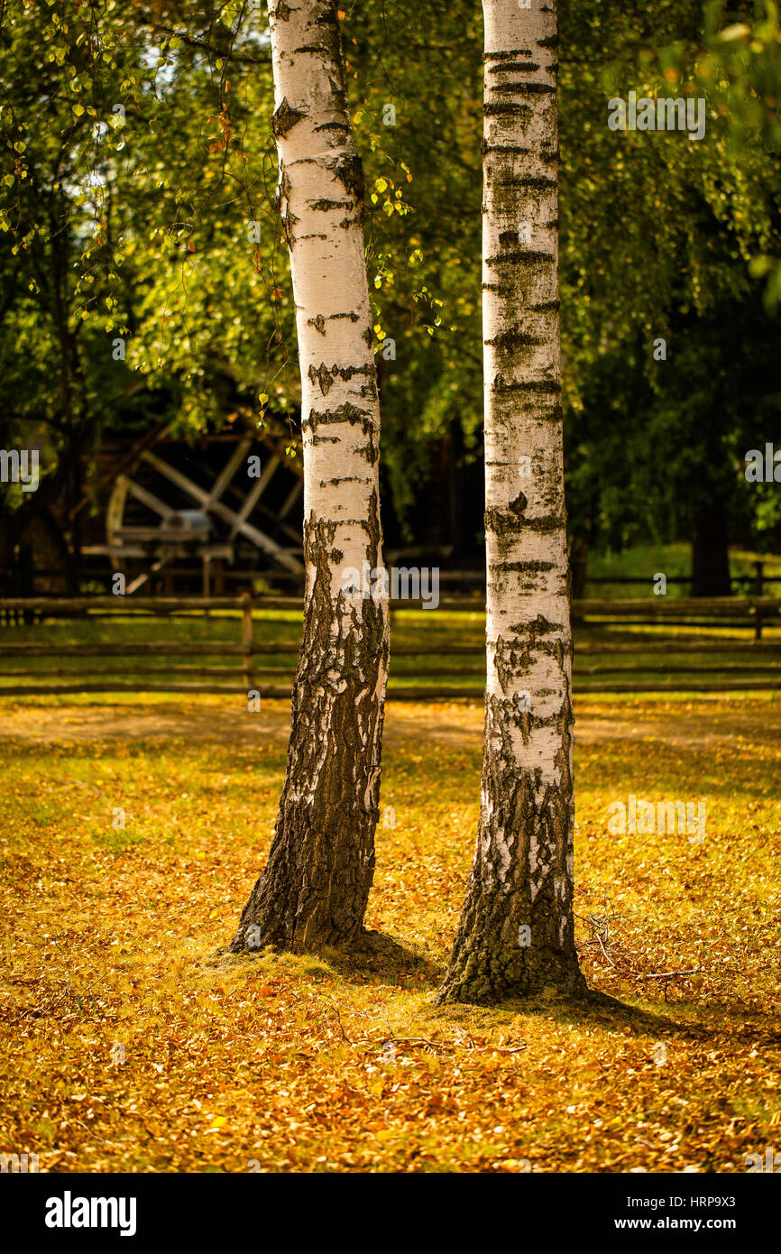 Two birch trees in autumn fall colours, in Polish village, watermill in ...