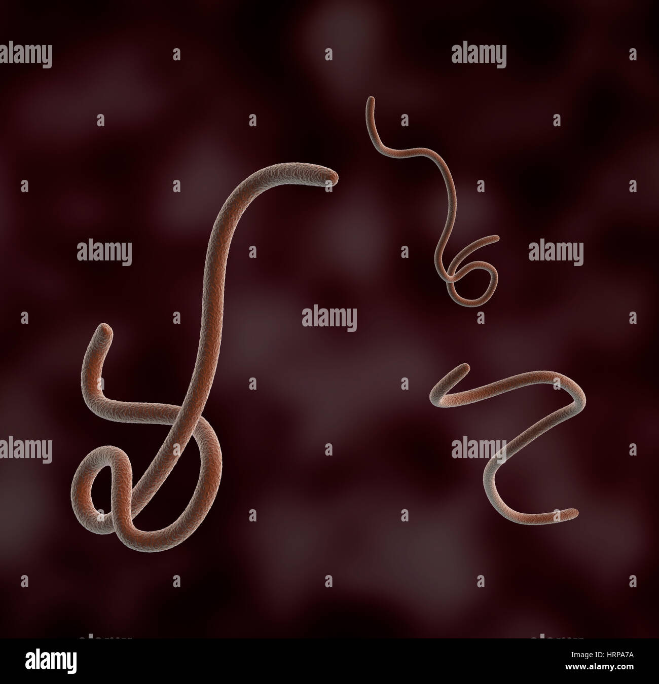 Ebola virus under microscope hi-res stock photography and images - Alamy