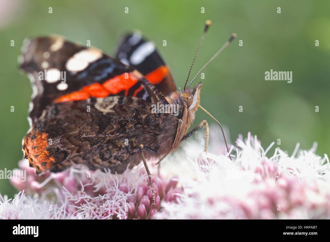 Butterfly feet hi-res stock photography and images - Alamy
