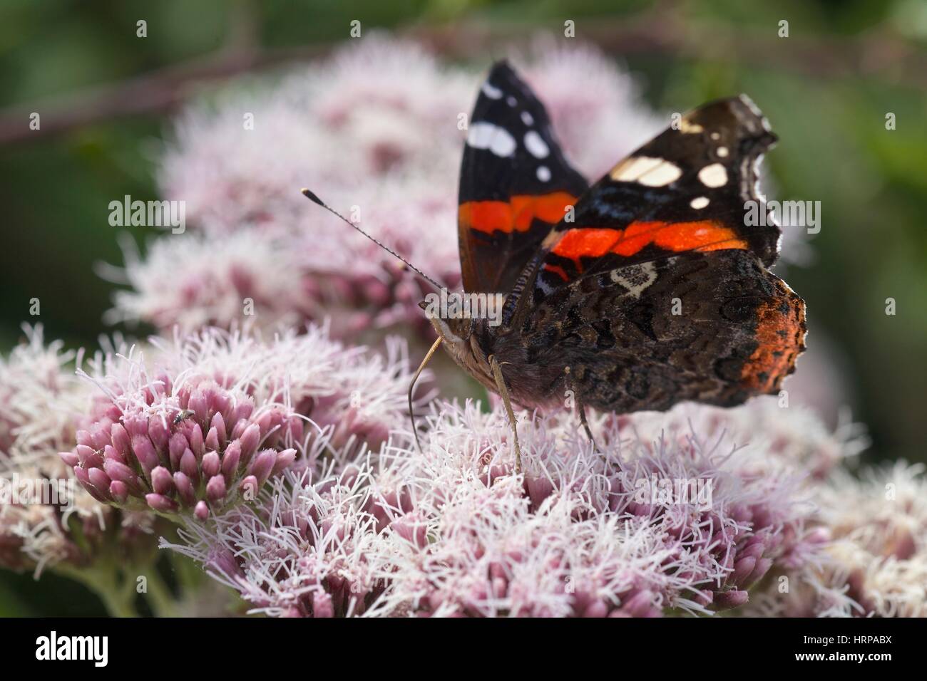 Close up butterfly face hi-res stock photography and images - Alamy