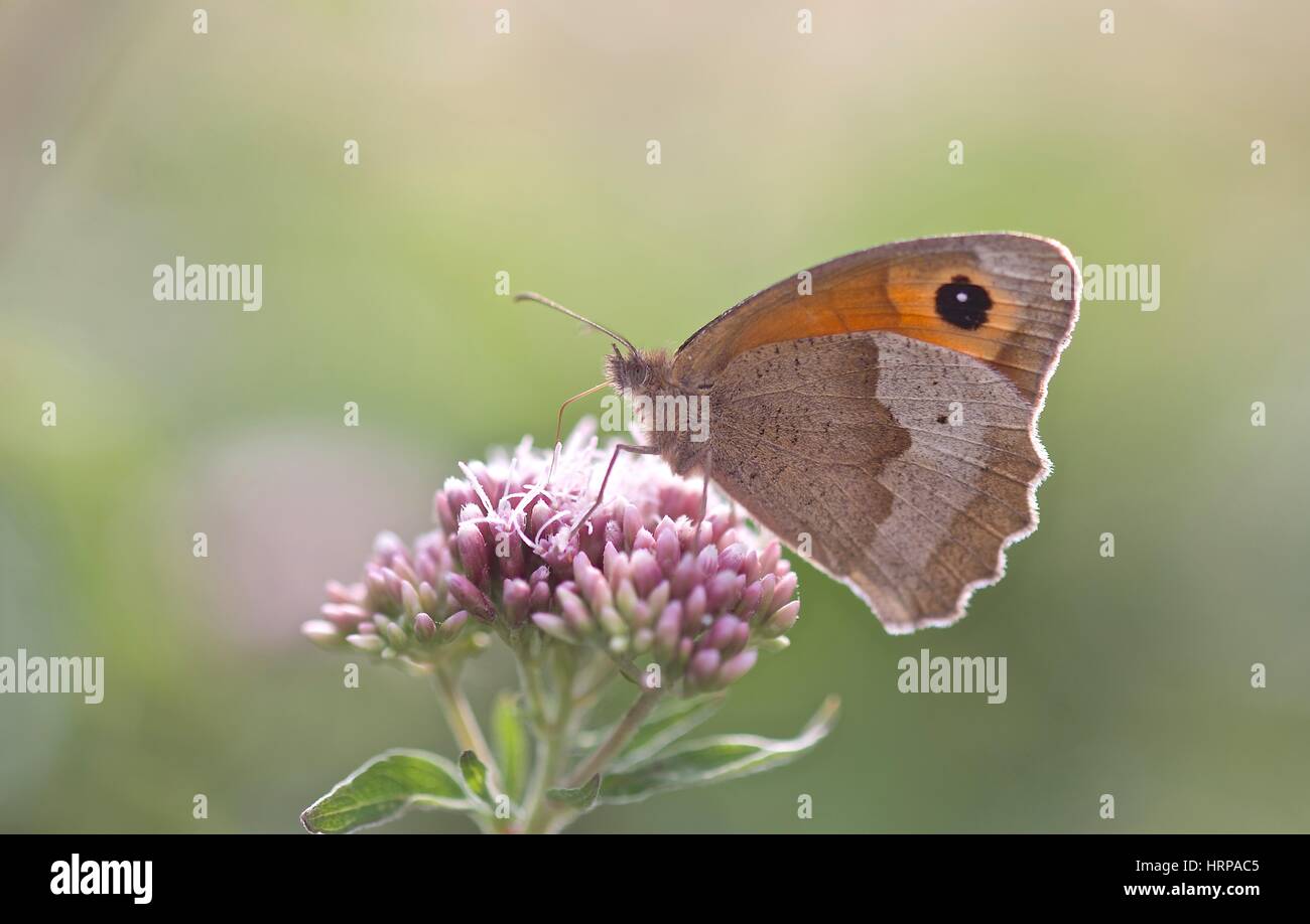 Butterfly feet hi-res stock photography and images - Alamy