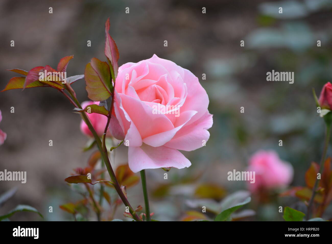 Pink rose garden inspiration hi-res stock photography and images - Alamy