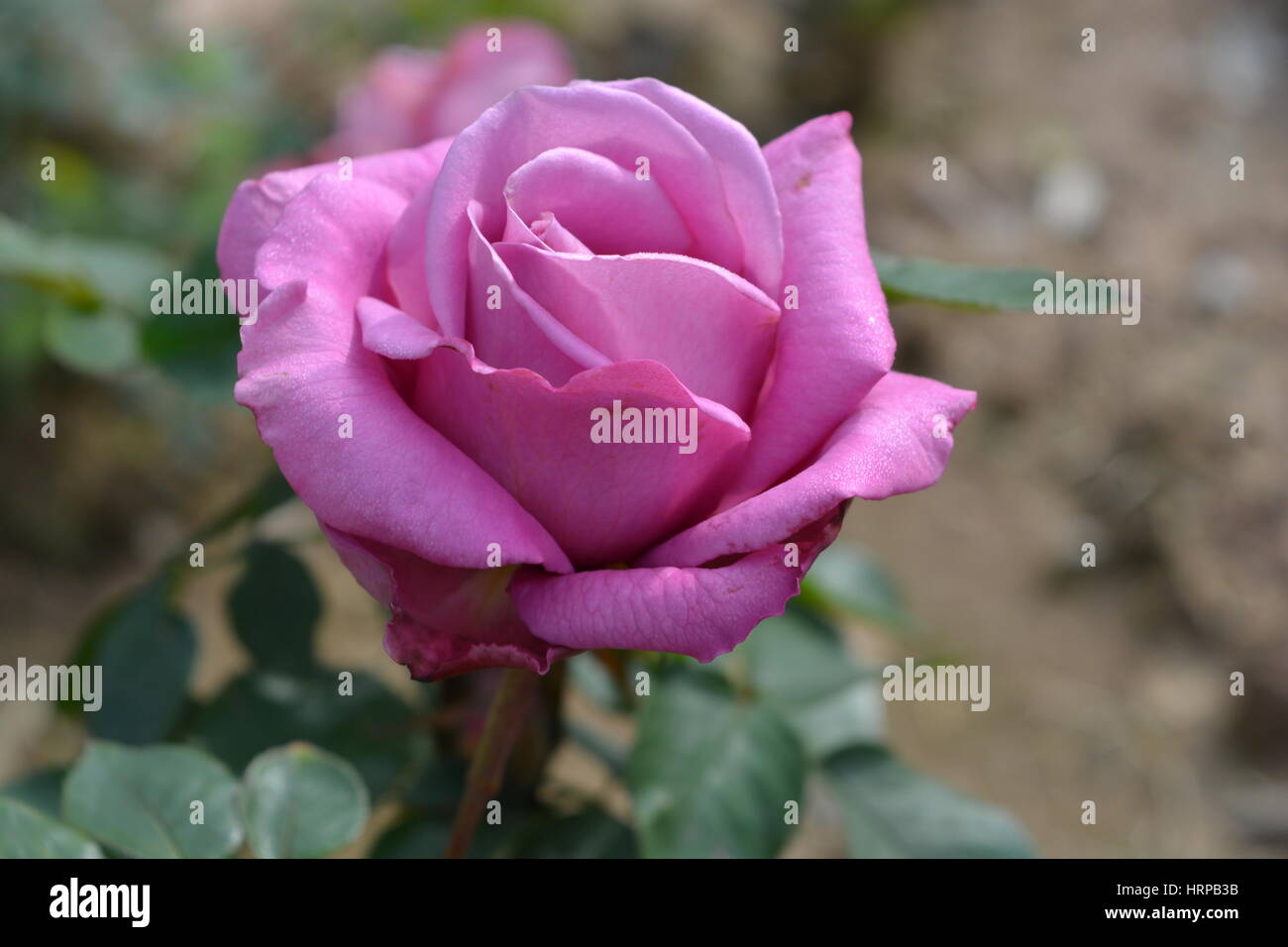Pink rose garden inspiration hi-res stock photography and images - Alamy