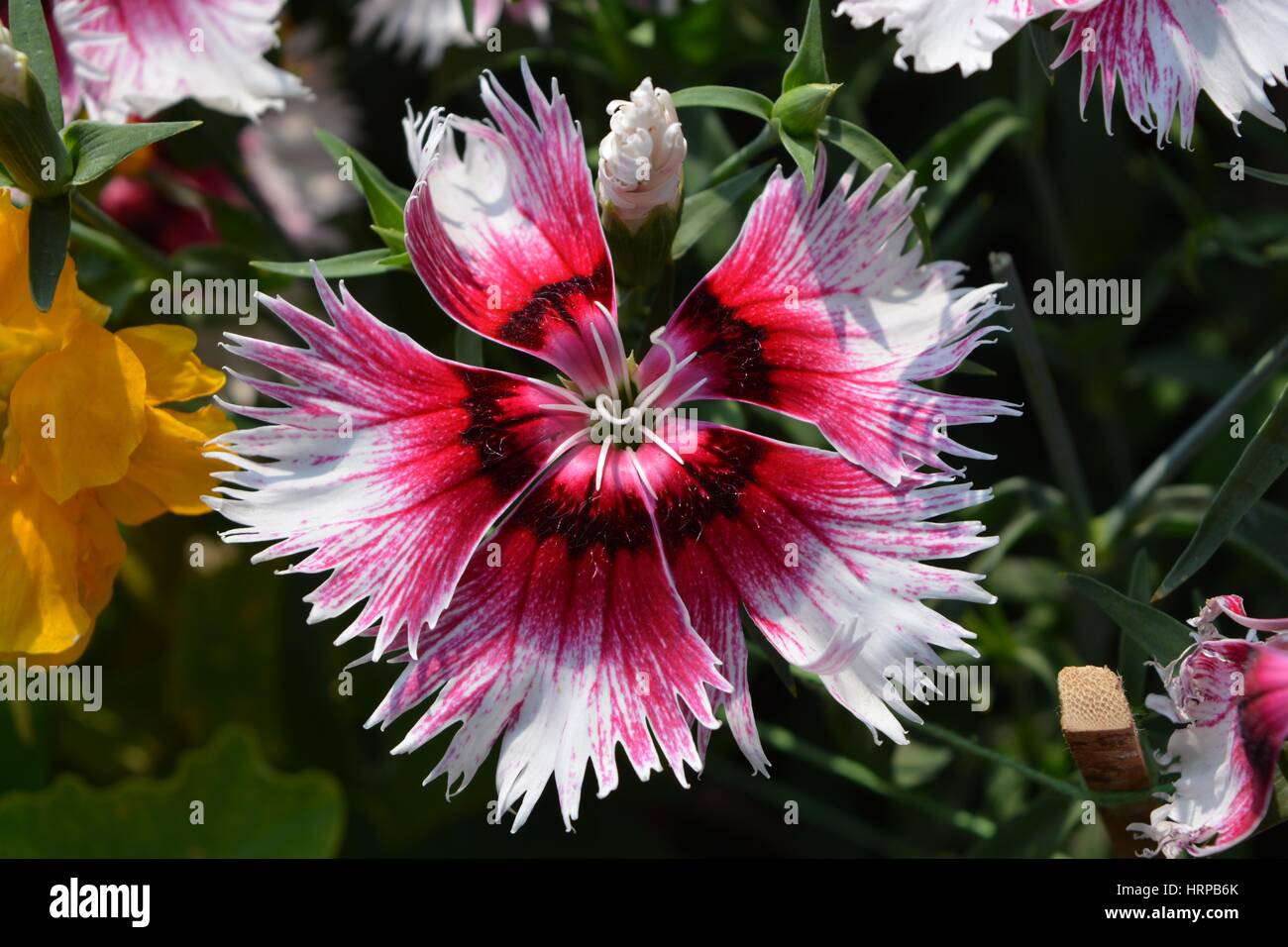 Awsome flower hi-res stock photography and images - Alamy