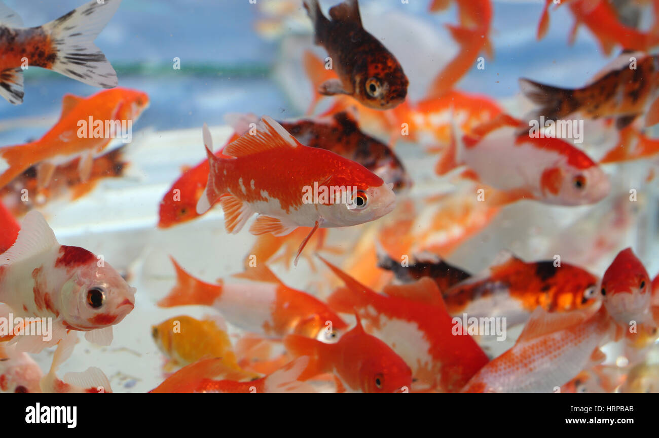 many goldfish in the aquarium of pet shop for sale Stock Photo - Alamy