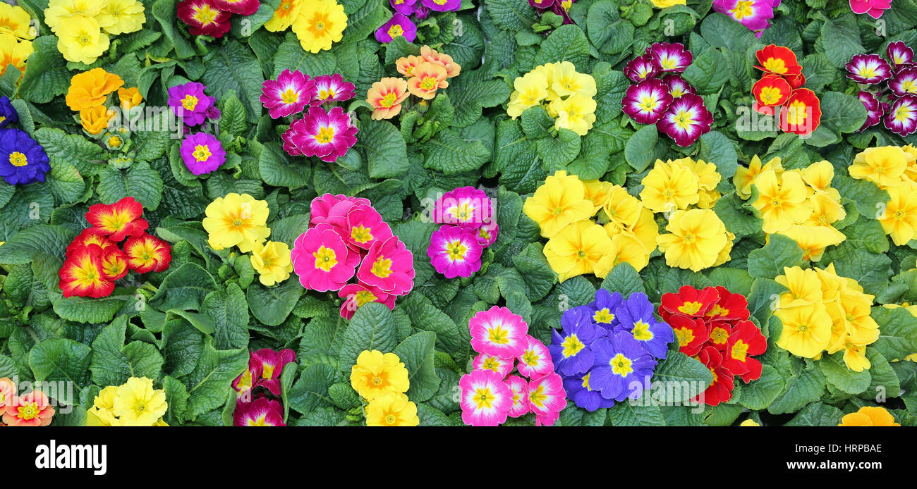 background of many colorful primroses in early spring Stock Photo - Alamy