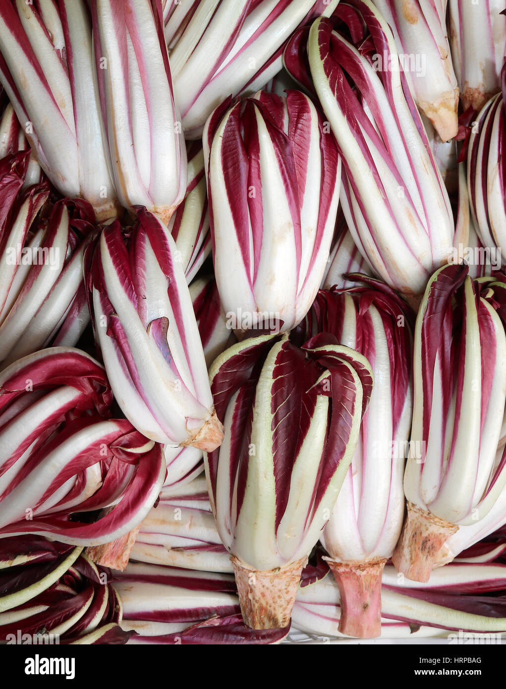 red chicory called Radicchio Rosso di Treviso in Italy for sale in the ...