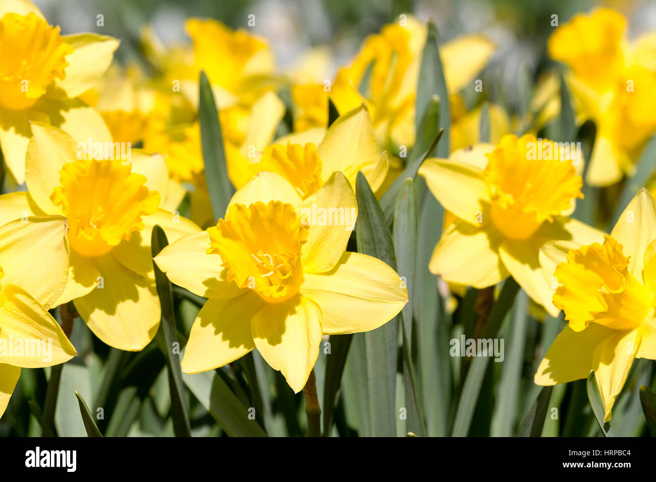 Field of bright yellow daffodil flowers in full bloom Stock Photo - Alamy