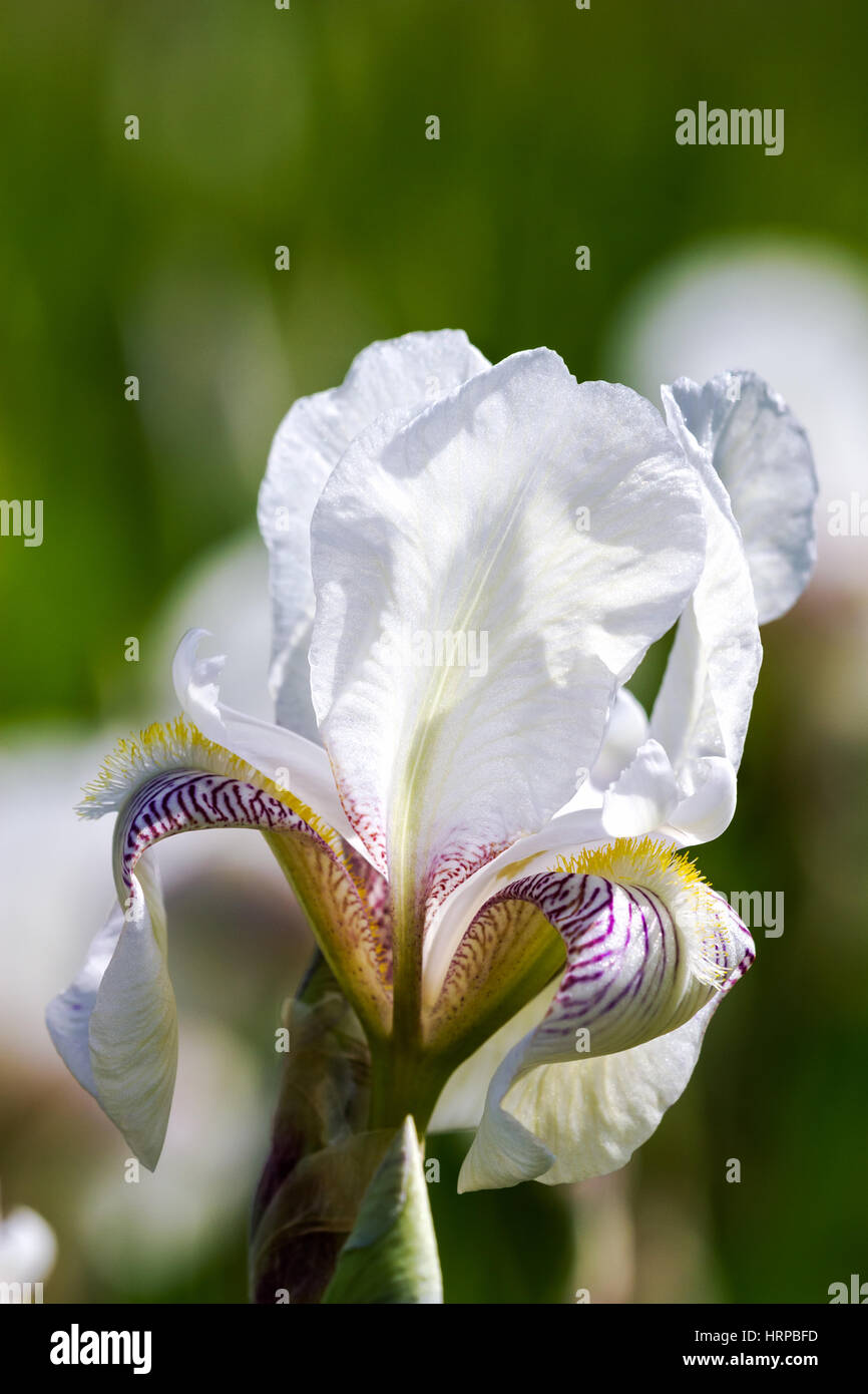 Closeup of white King Bearded Siberian Iris in the garden Stock Photo ...