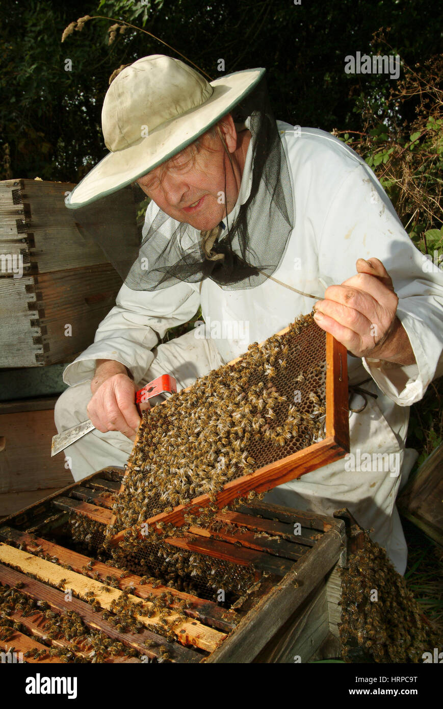 Beekeeper tending a hive hi-res stock photography and images - Alamy
