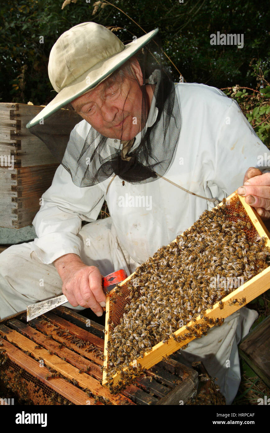 A mature male beekeeper or apiarist tending his hives Stock Photo - Alamy