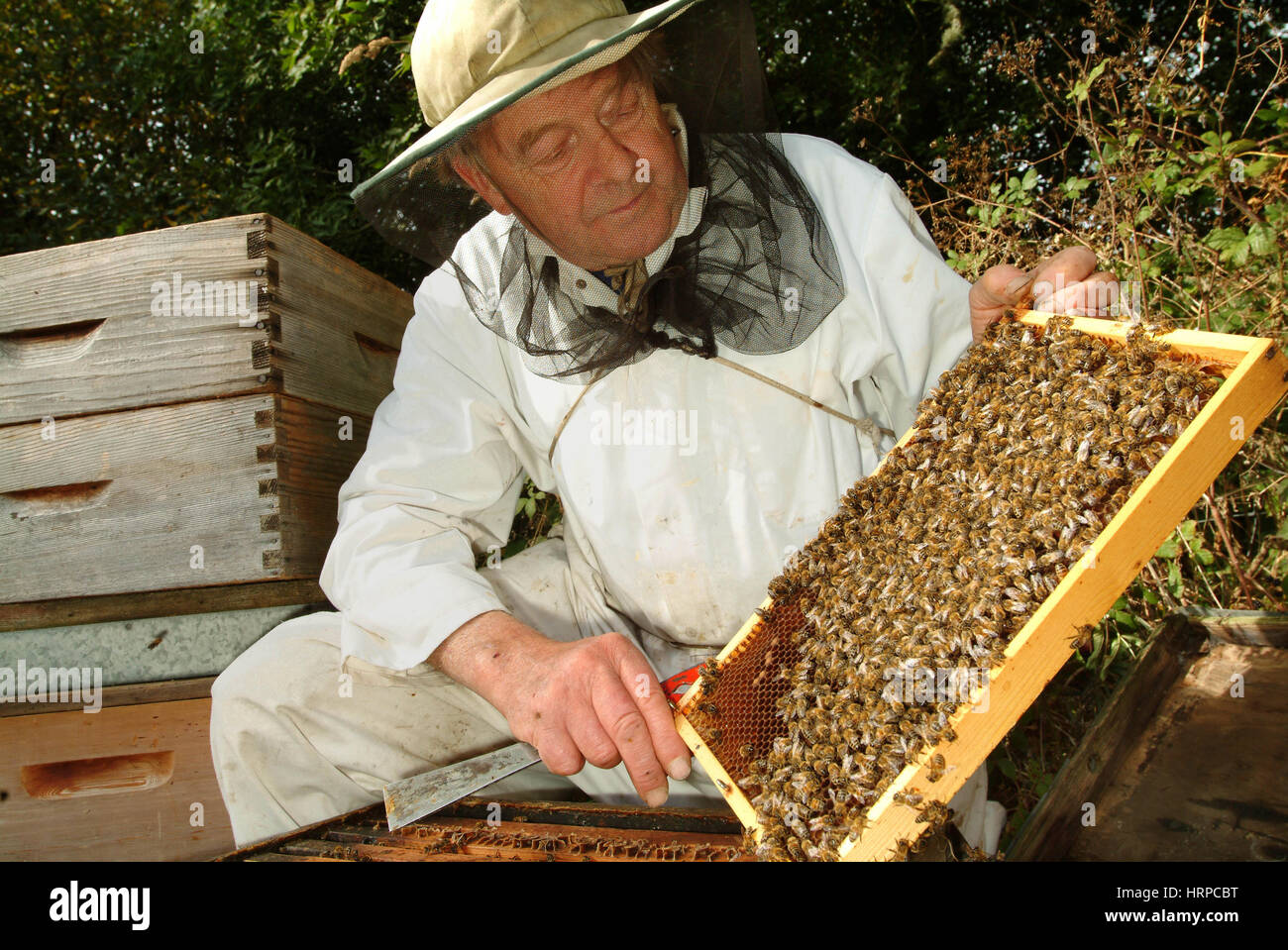 Beekeeper tending a hive hi-res stock photography and images - Alamy