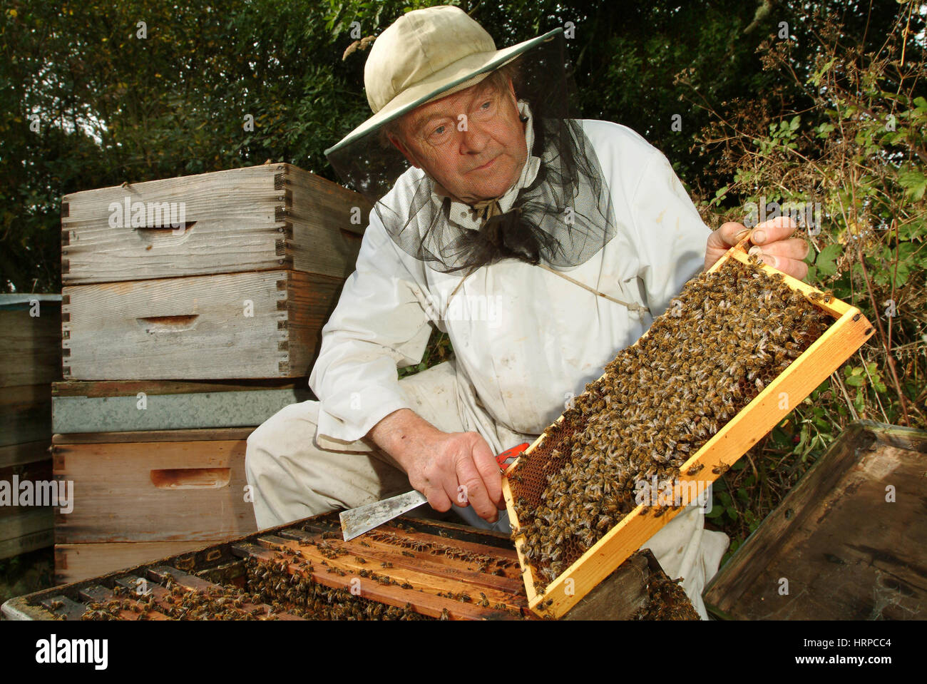 Beekeeper tending a hive hi-res stock photography and images - Alamy