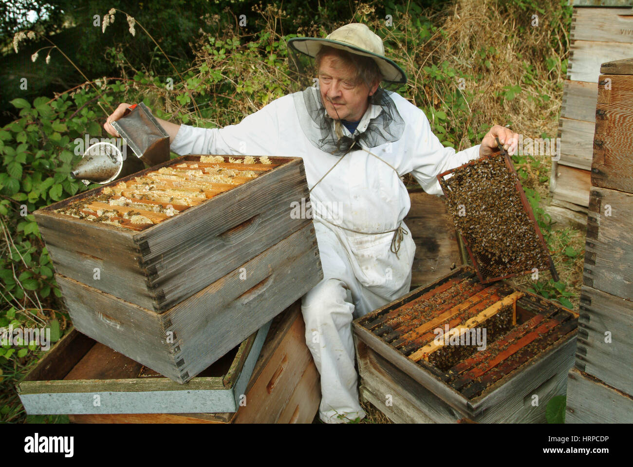 A mature male beekeeper or apiarist tending his hives Stock Photo - Alamy