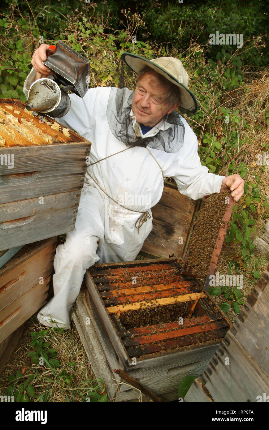 Beekeeper tending a hive hi-res stock photography and images - Alamy