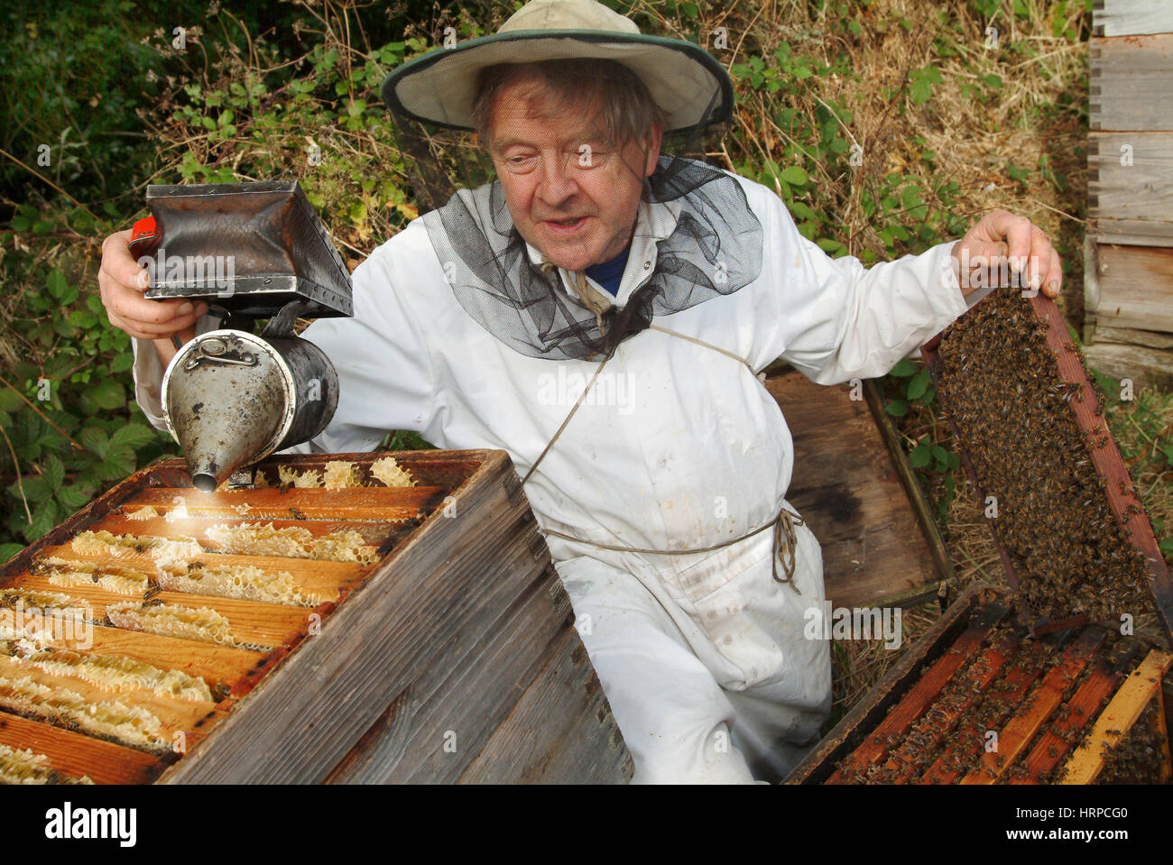 A mature male beekeeper or apiarist tending his hives Stock Photo - Alamy