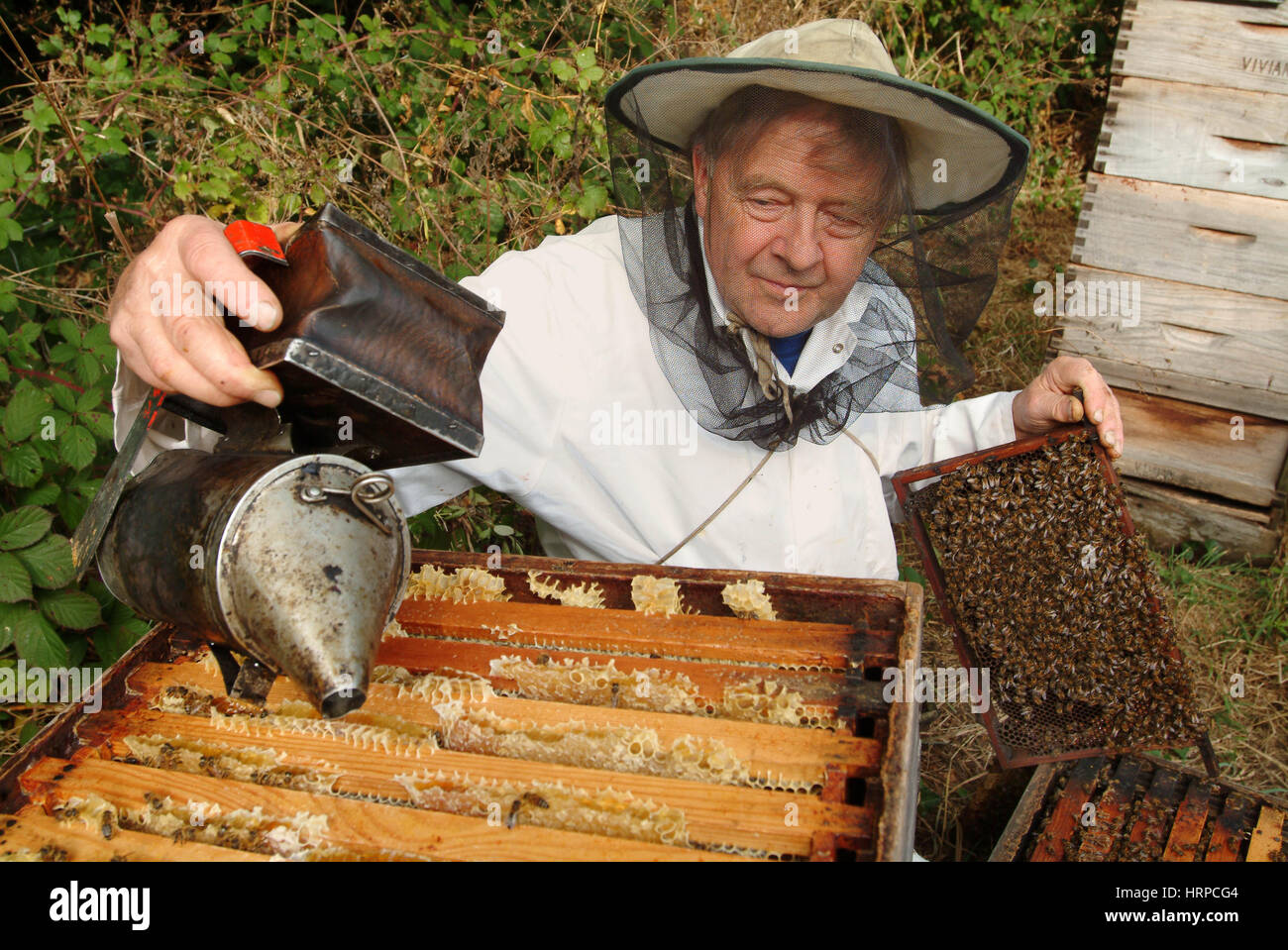 A mature male beekeeper or apiarist tending his hives Stock Photo - Alamy