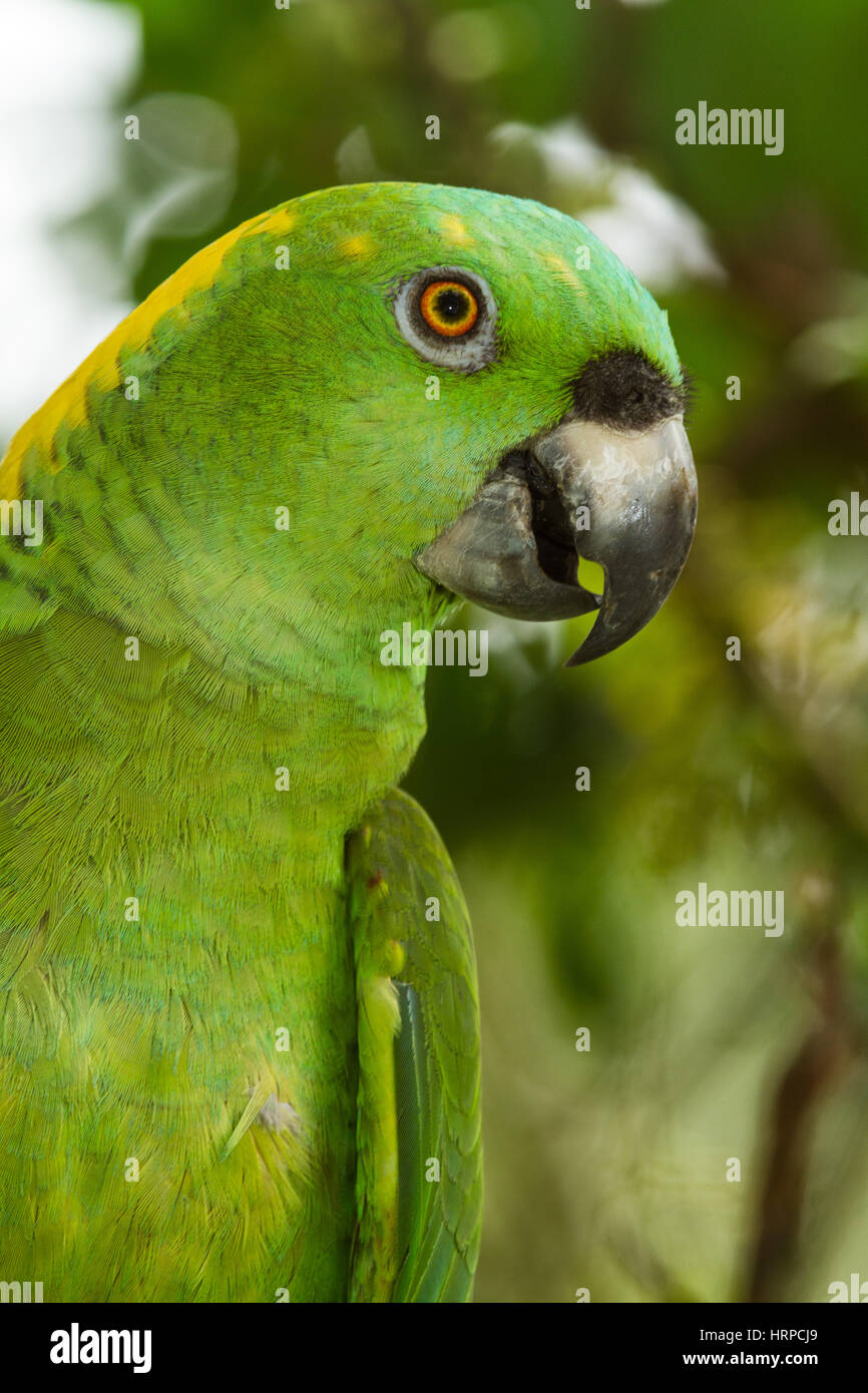 The Yellow-naped Amazon or Yellow-naped Parrot, Amazona auropalliata ...