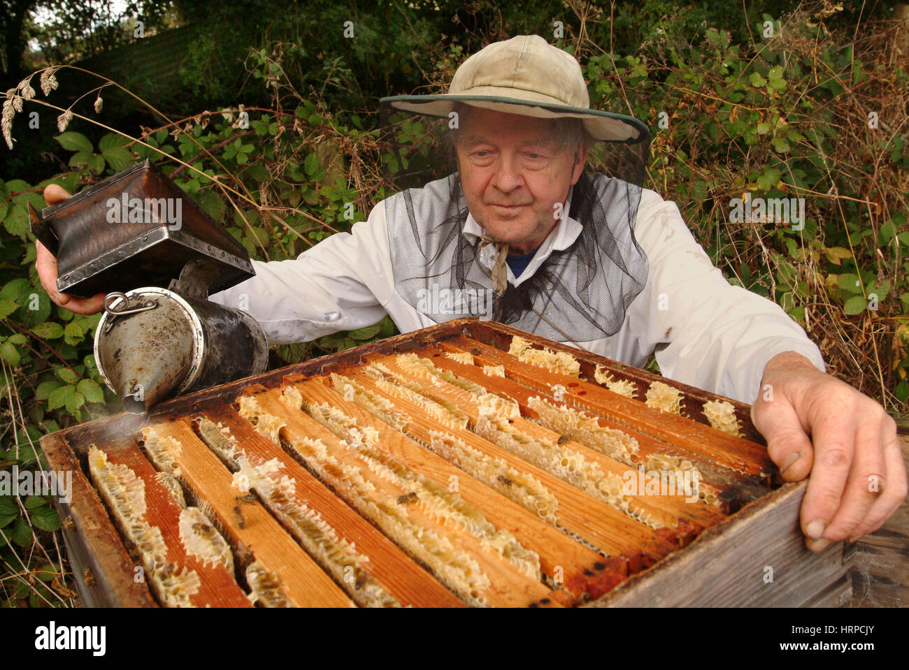 A mature male beekeeper or apiarist tending his hives Stock Photo - Alamy