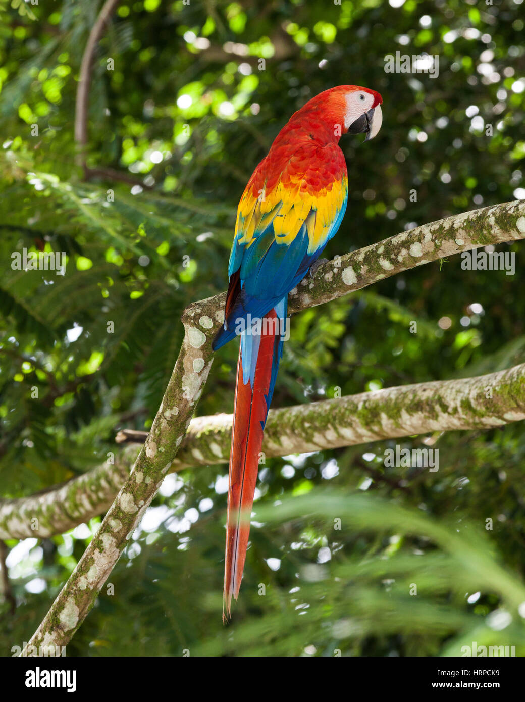 Colorful Parrot Macaw
