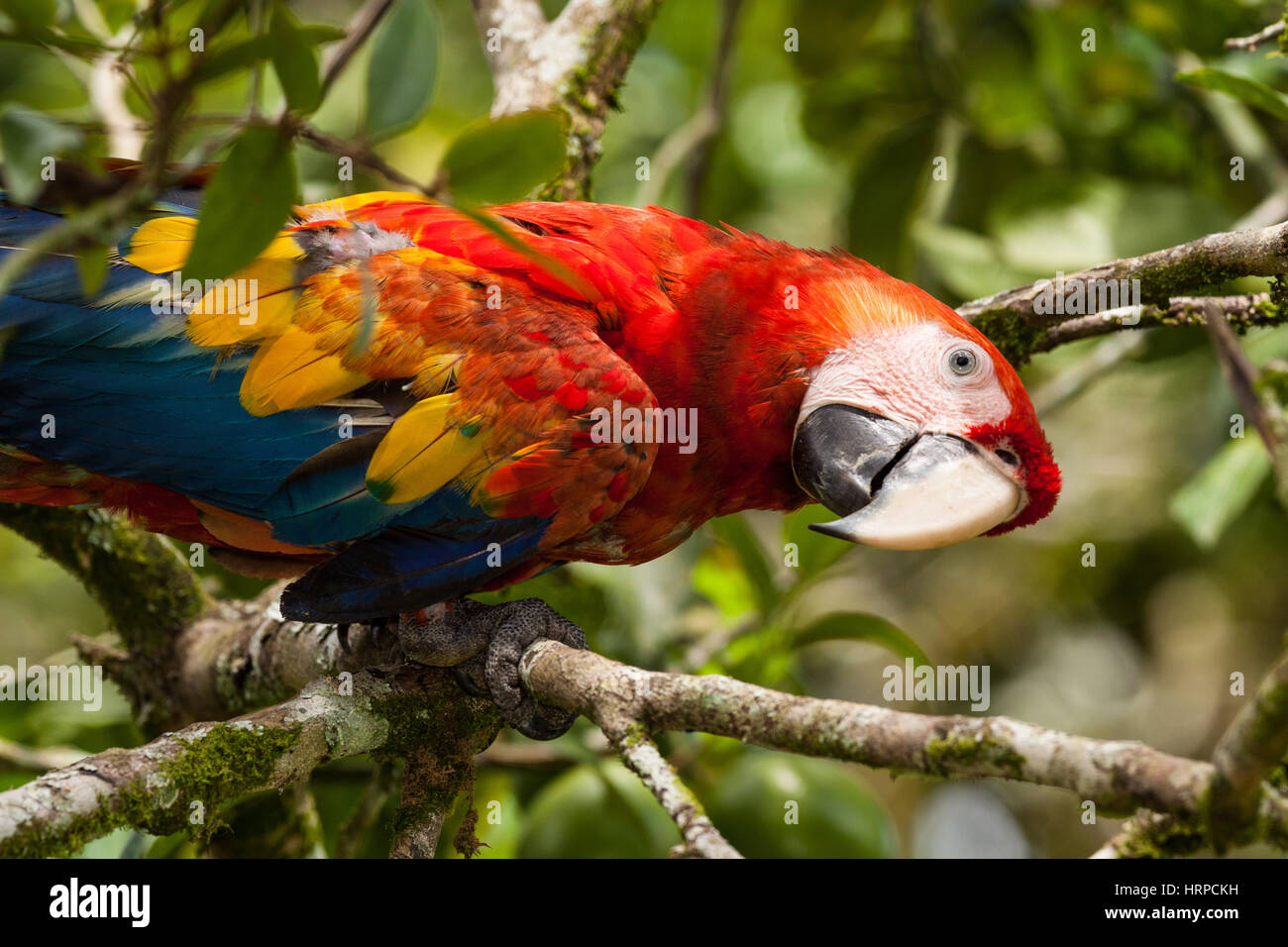 Rainforest birds in belize hi-res stock photography and images - Alamy