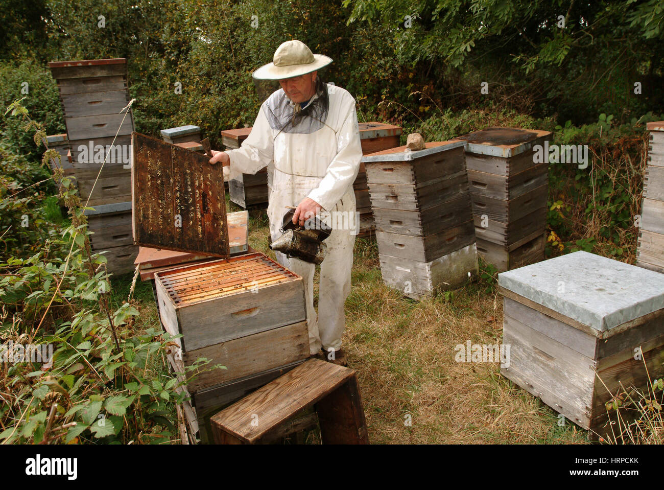 A mature male beekeeper or apiarist tending his hives Stock Photo - Alamy