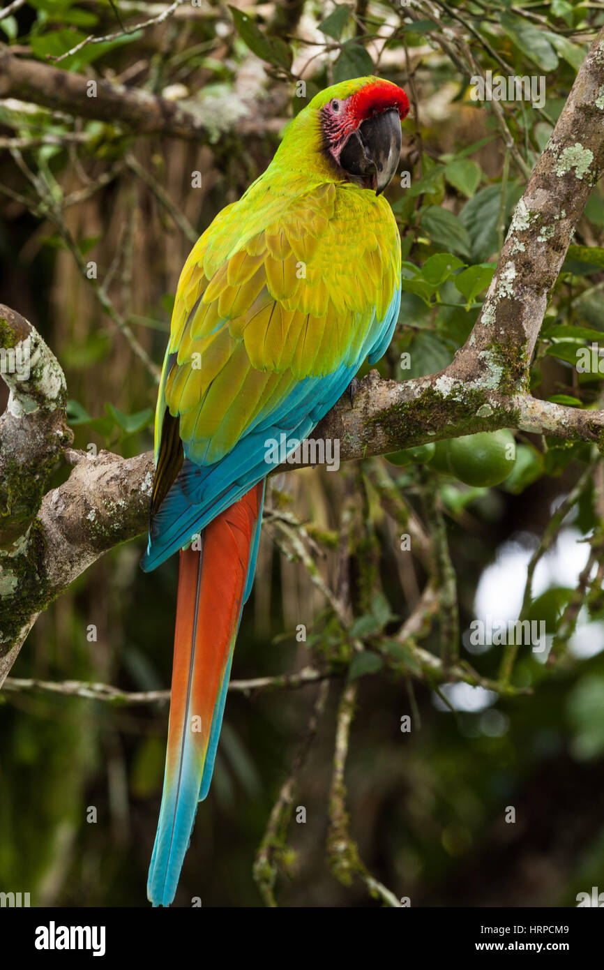 The Great Green Macaw, Ara ambiguus, or Buffon's macaw or the Great ...