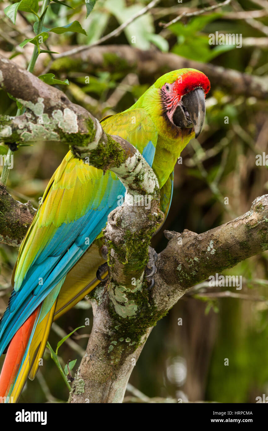 Great green macaw nicaragua hi-res stock photography and images - Alamy