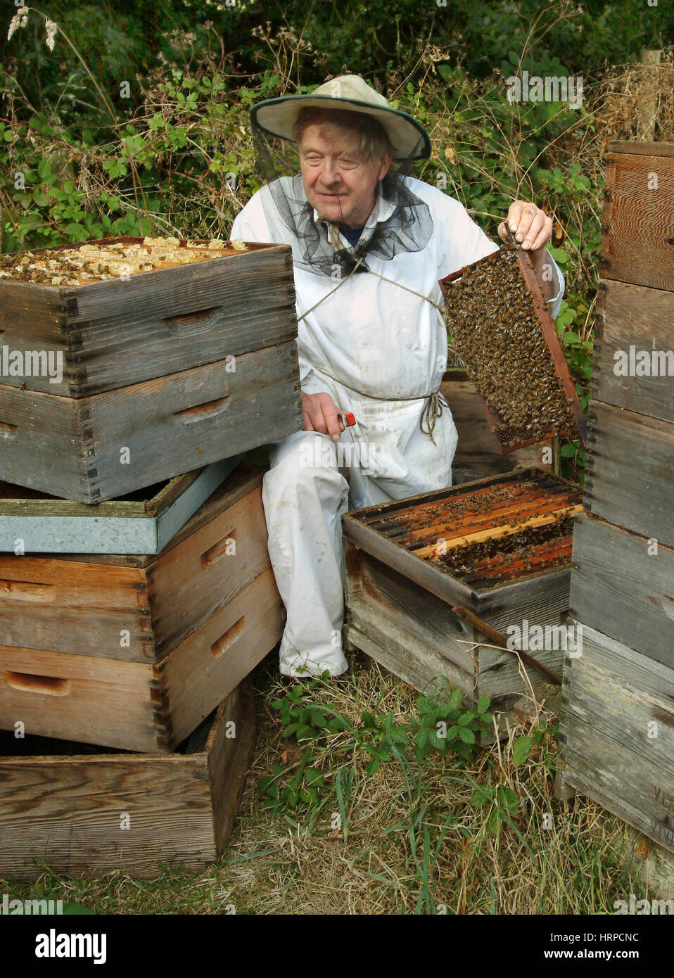 A mature male beekeeper or apiarist tending his hives Stock Photo - Alamy