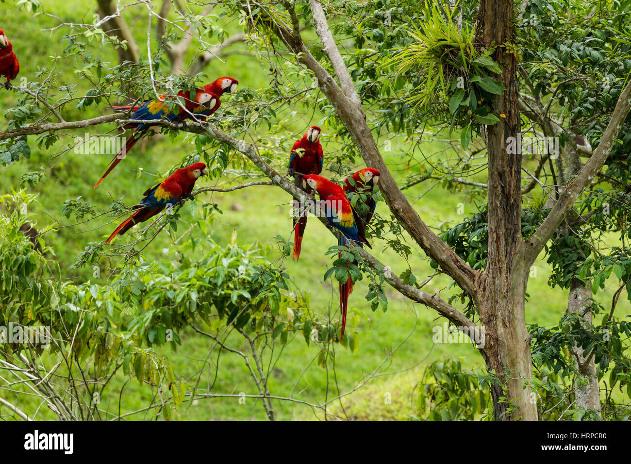 Seven macaws hi-res stock photography and images - Alamy