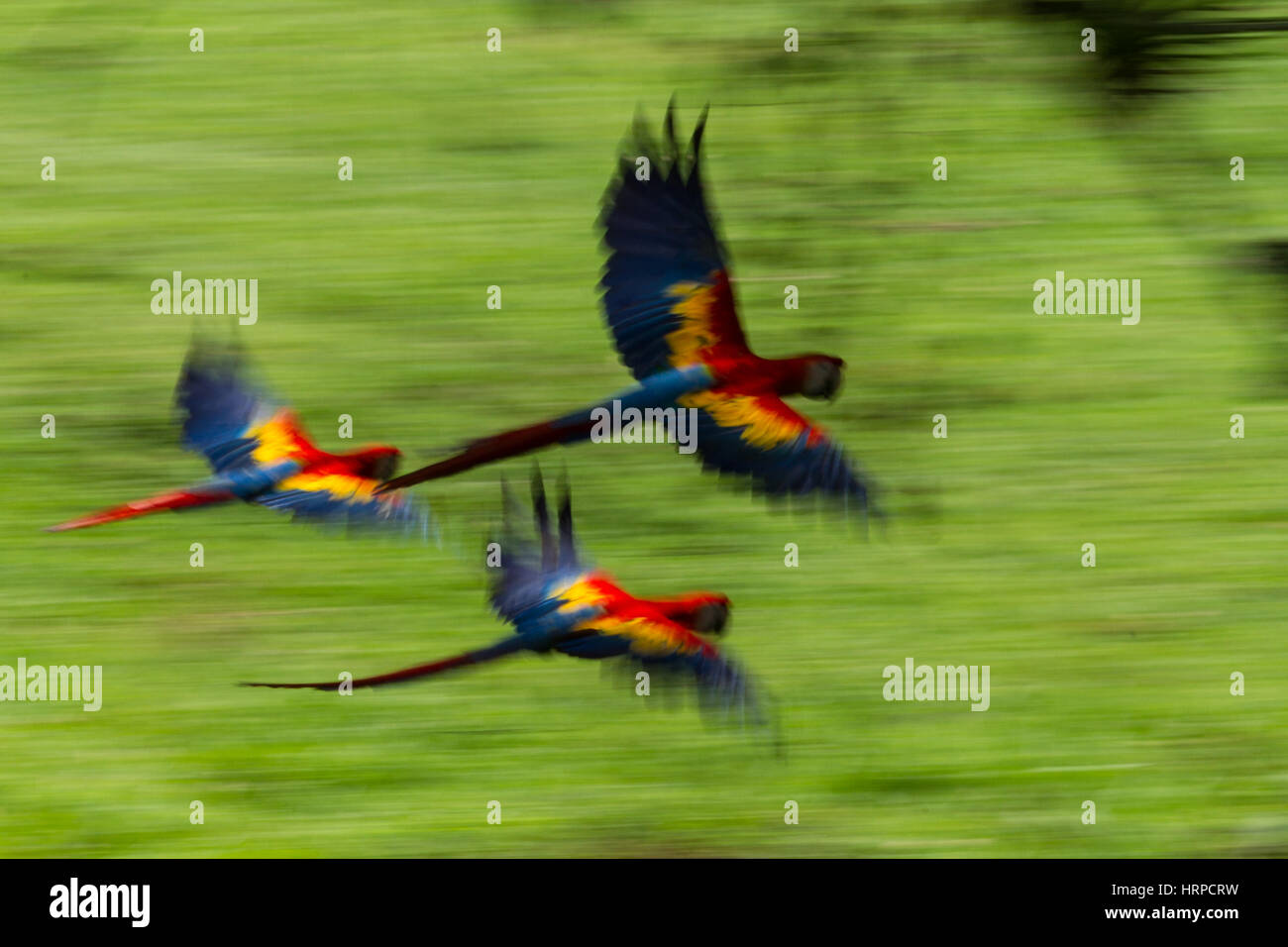 Panning for blurred effect hi-res stock photography and images - Alamy